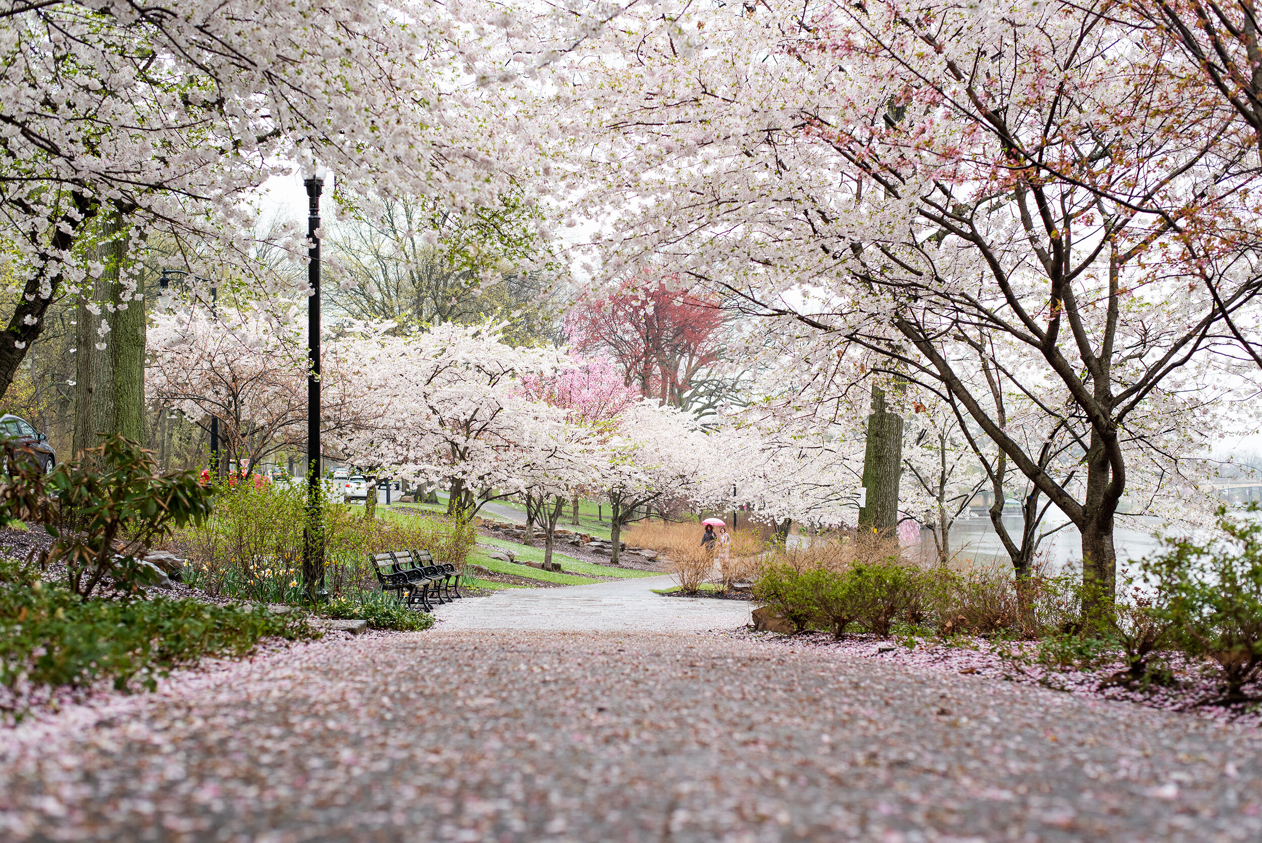 Cherry Blossoms at Branch Brook Park - photographybysherifa.com