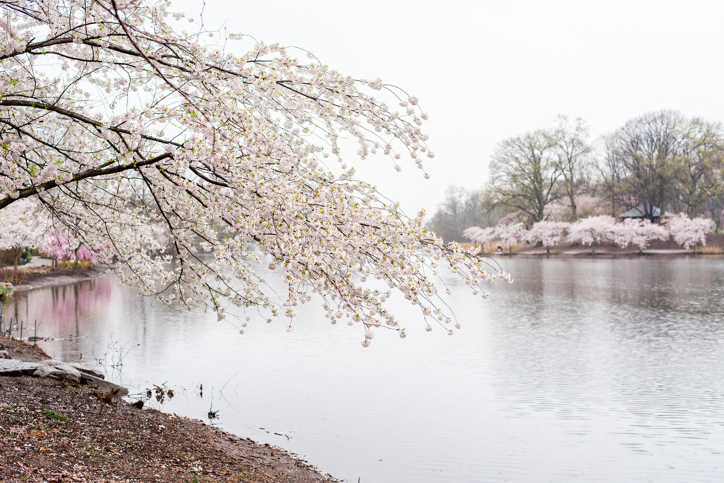 Cherry Blossoms at Branch Brook Park - photographybysherifa.com